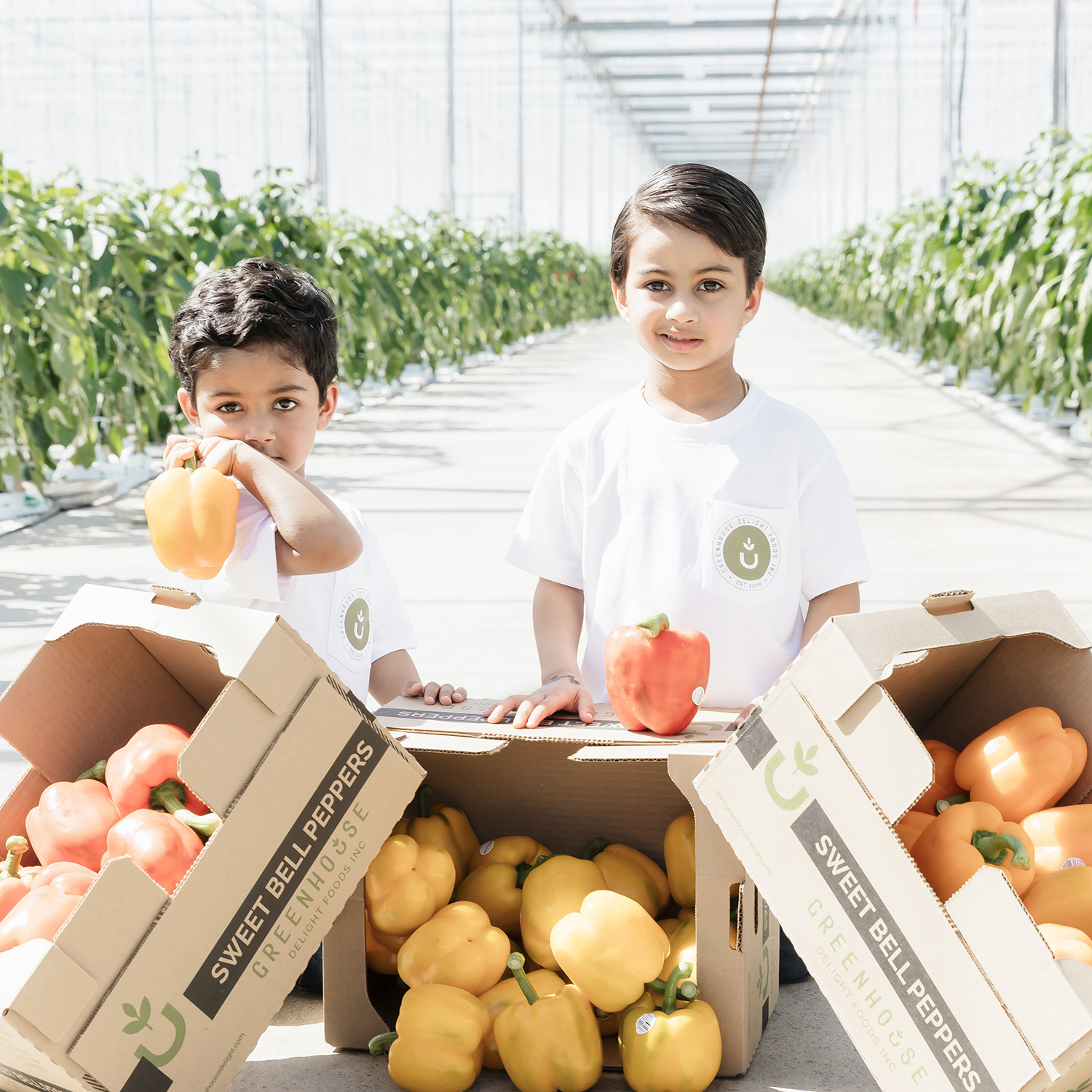 About Us – Greenhouse Delight Foods